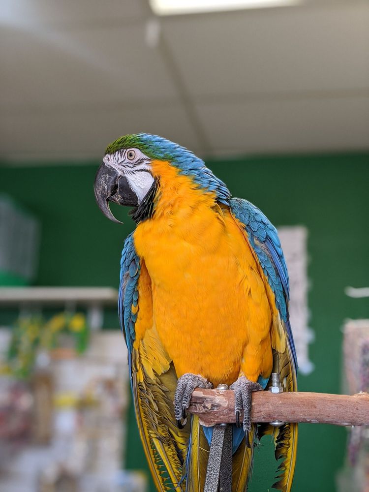 FOR THE BIRDS BY ROBIN HAWK - 40 Photos & 34 Reviews - 3210 N Rancho Dr ...