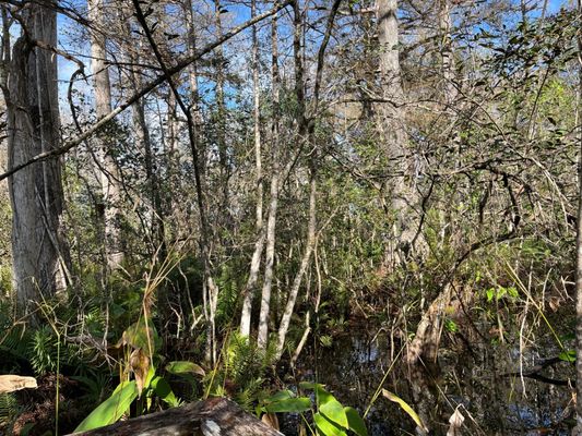 AUDUBON’S CORKSCREW SWAMP SANCTUARY - Updated October 2025 - 582 Photos ...