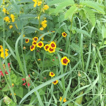 THE ANDERSON SUNFLOWER FARM - Updated May 2026 - 82 Photos & 25 Reviews ...