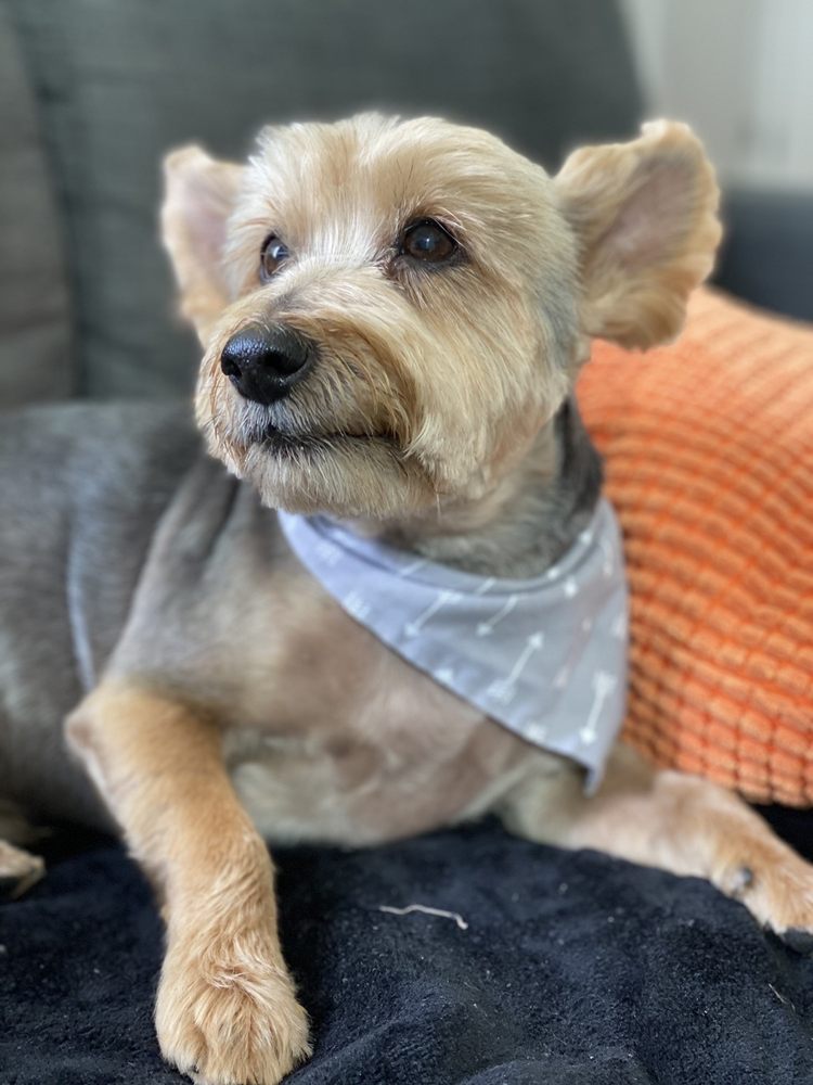 DANDEE DOG GROOMING - Updated August 2024 - 147 Photos & 21 Reviews ...