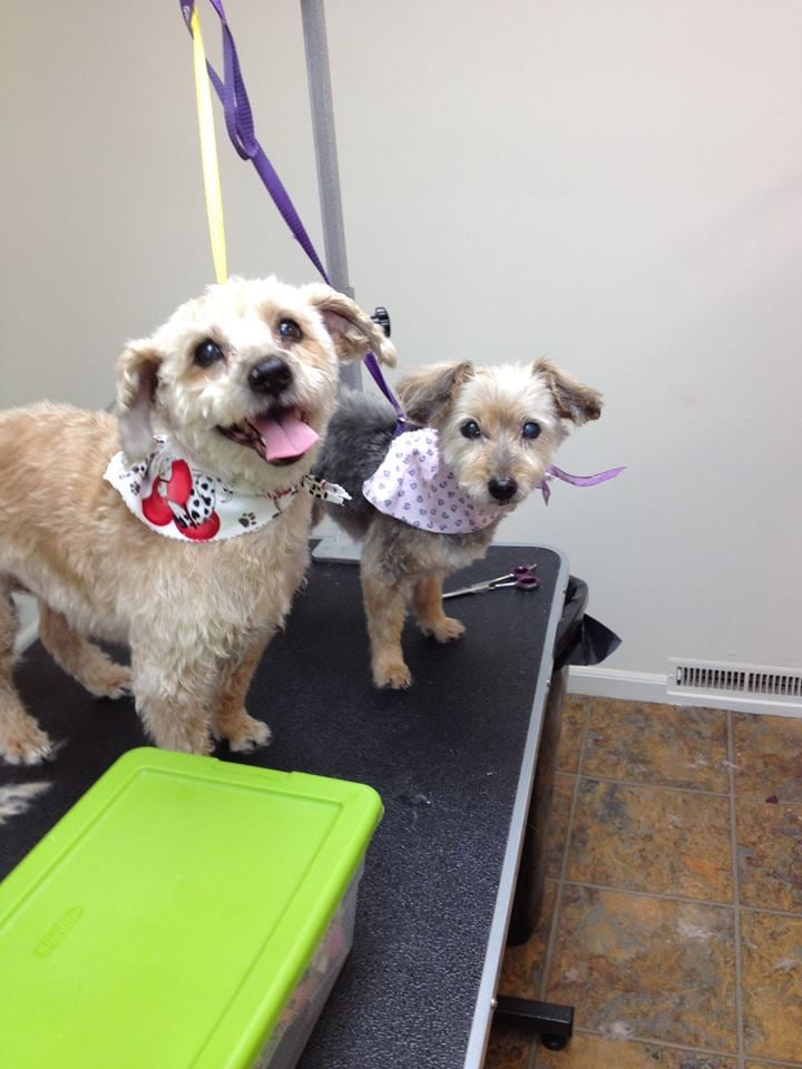 SQUEAKY CLEAN PET GROOMING - Updated September 2024 - 17 Photos - 3504 ...