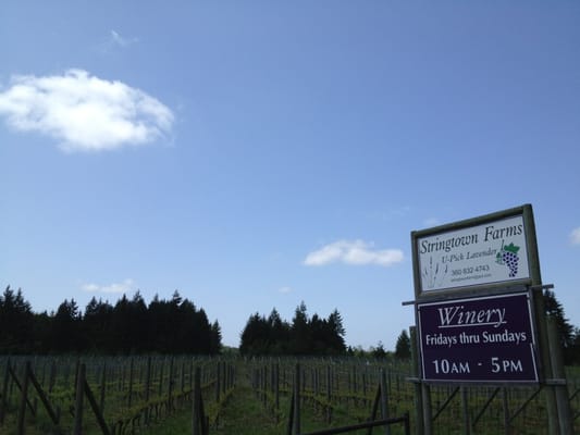 STRINGTOWN CELLARS & LAVENDER FARM - Updated December 2025 - 11 Reviews ...