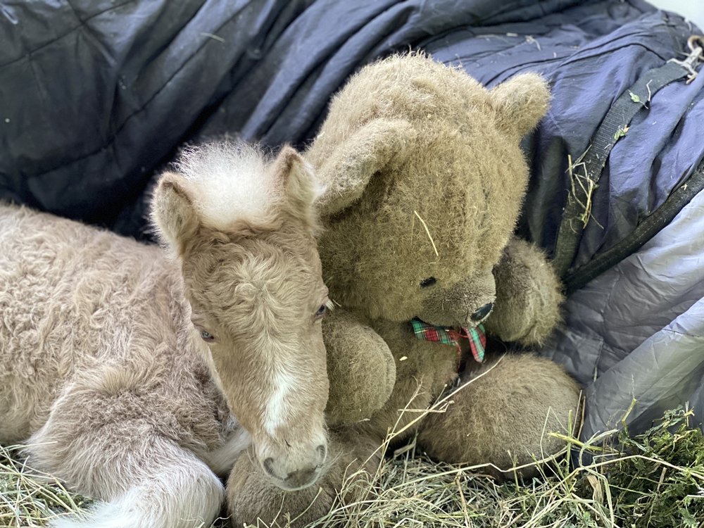 PENNY’S PONIES - 51 Burton Rd, Mount Hutton New South Wales, Australia ...