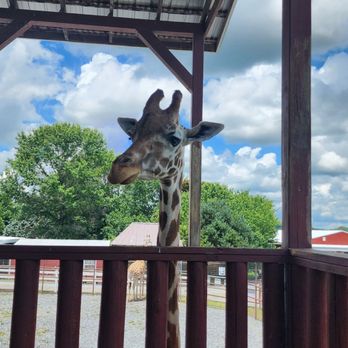 BRIGHT’S ZOO - Updated January 2026 - 95 Photos & 39 Reviews - 3425 Hwy ...