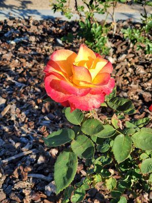 FREDERICKA MANOR RETIREMENT COMMUNITY IN CHULA VISTA - Updated May 2025 ...