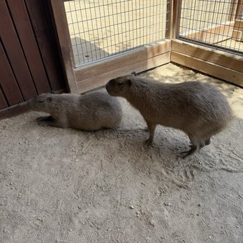 ANIMAL WORLD & SNAKE FARM - Updated March 2026 - 816 Photos & 322 ...