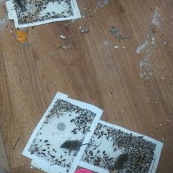 BUDGET PEST CONTROL - 16 Photos & 176 Reviews - 1009 E Capital Expy ...