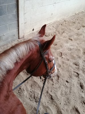 WHEATON PARK STABLES - Updated January 2026 - 10 Reviews - 1101 ...