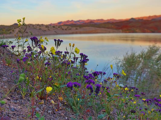 KATHERINE LANDING LAKE MOHAVE RESORT - 247 Photos & 261 Reviews ...