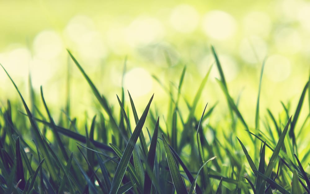 CROWN LANDSCAPE - Updated June 2024 - Lethbridge, Alberta - Landscaping ...