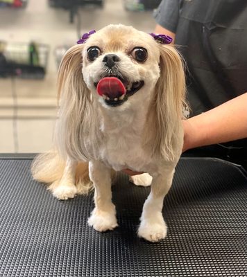 FURRY TAILS GROOMING - 143 Photos - 173 Tina Ln, New Hope, Alabama ...