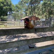 POPCORN PARK ZOO - 239 Photos & 106 Reviews - Zoos - Humane Way, Forked ...