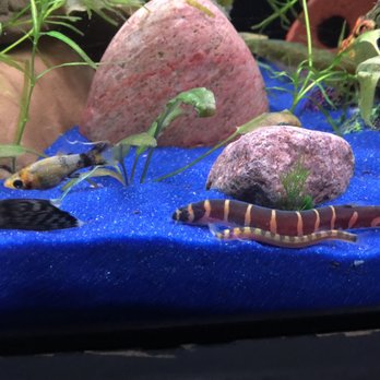 THE FISH PLACE - Updated July 2024 - 117 Photos & 66 Reviews - 141 ...