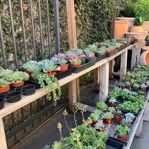 EXOTICA RARE FRUIT NURSERY - 232 Photos & 98 Reviews - Nurseries ...