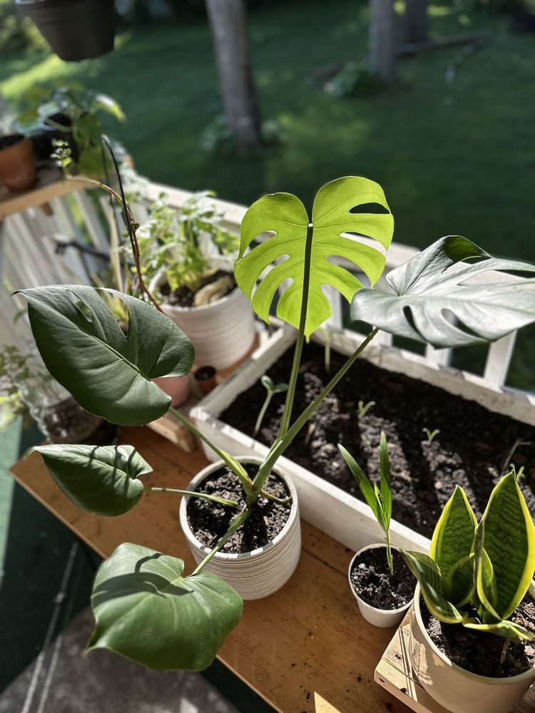 BROOKSIDE FARMS NURSERY - Updated June 2026 - 18 Photos & 11 Reviews ...