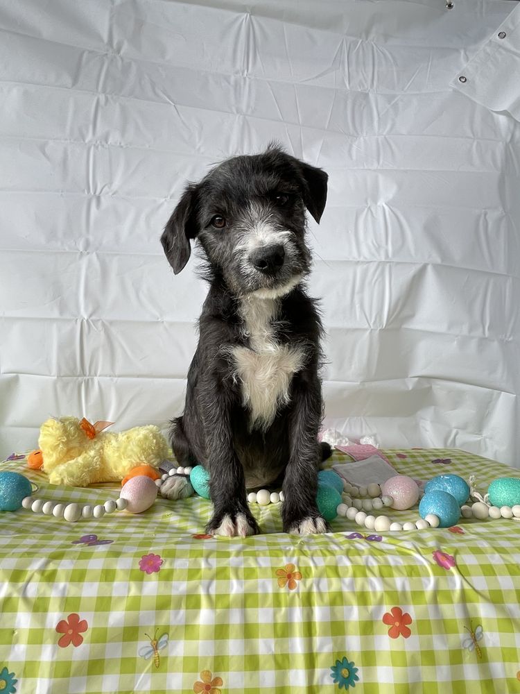 GOT YOUR SIX K9 RESCUE - Updated August 2025 - 55 Photos - 3901 E Anne ...