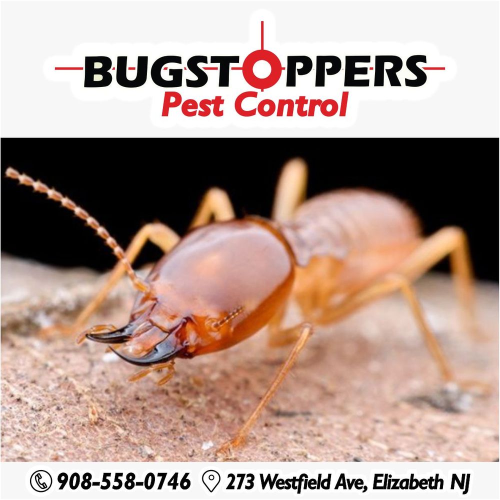 BUGSTOPPERS PEST CONTROL - Updated August 2025 - 32 Photos - 389 State ...