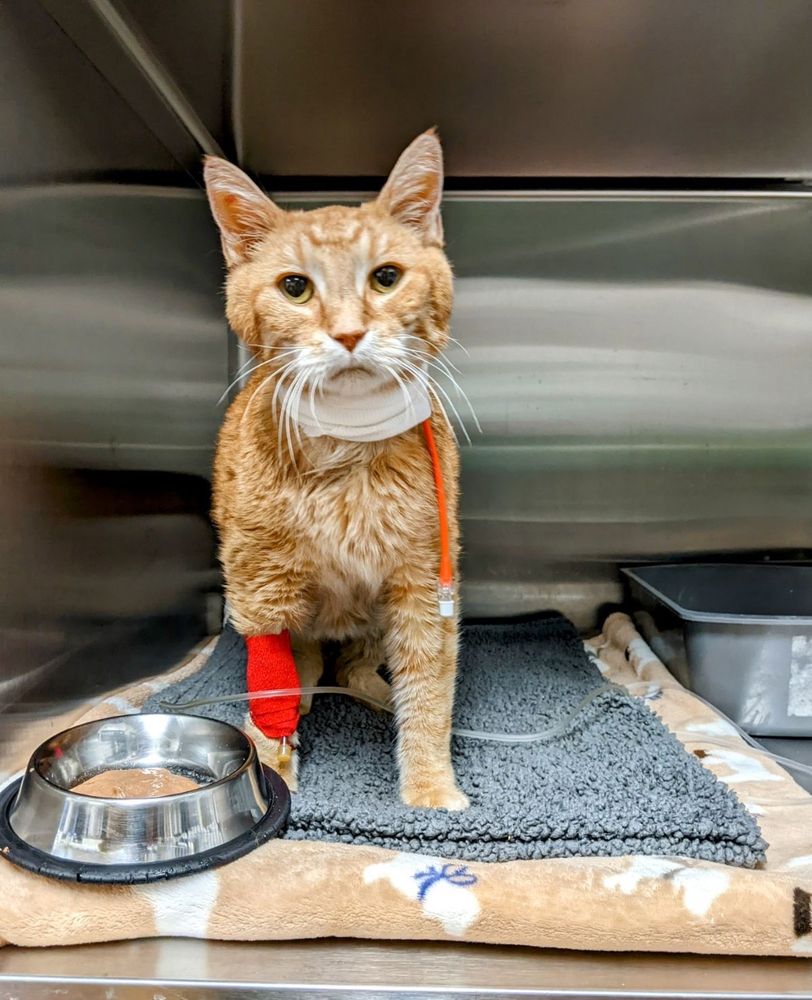 CRYAN VETERINARY HOSPITAL - Updated December 2025 - 50 Photos & 18 ...