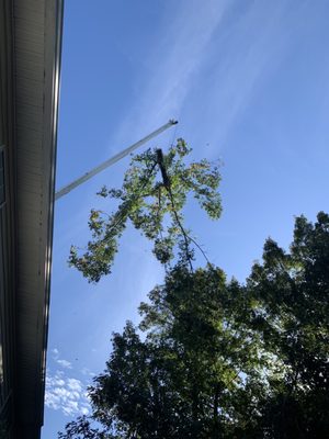 EBEN GRAY’S TREE SERVICE - Updated November 2025 - 10 Reviews - 5514 ...