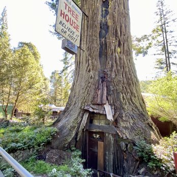 TREE HOUSE - Updated December 2025 - 17 Photos - 74800 N Highway 101 ...