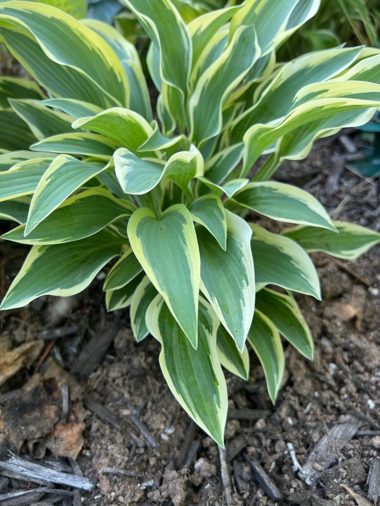 THE HOSTA STOP - Updated July 2025 - 11 Photos - 1011 WI-54 W, Plover ...