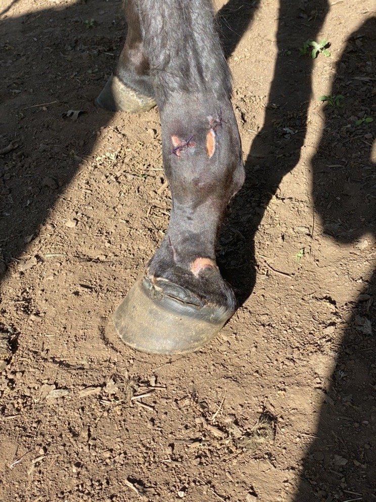 COTATI LARGE ANIMAL HOSPITAL - Updated January 2026 - 11 Photos & 21 ...