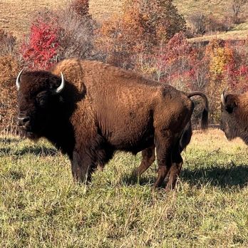 WILDERNESS RIDER BUFFALO RANCH & ADVENTURE PARK - Updated December 2025 ...