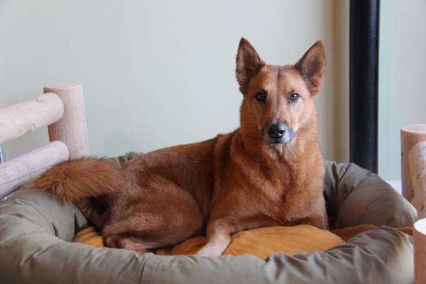 WHOLE DOGZ - Updated December 2025 - 94 Photos & 143 Reviews - 4748 ...