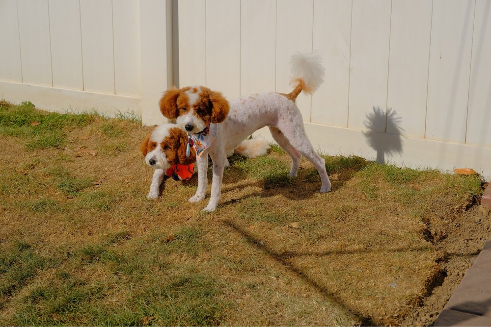 EZE PAWS - Updated January 2026 - 26 Photos - 20-04 Utopia Pkwy ...