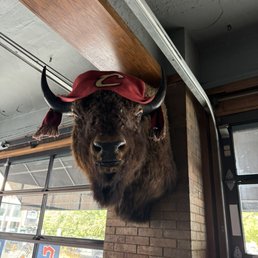 HARRY BUFFALO - CLEVELAND - Updated July 2025 - 265 Photos & 499 ...