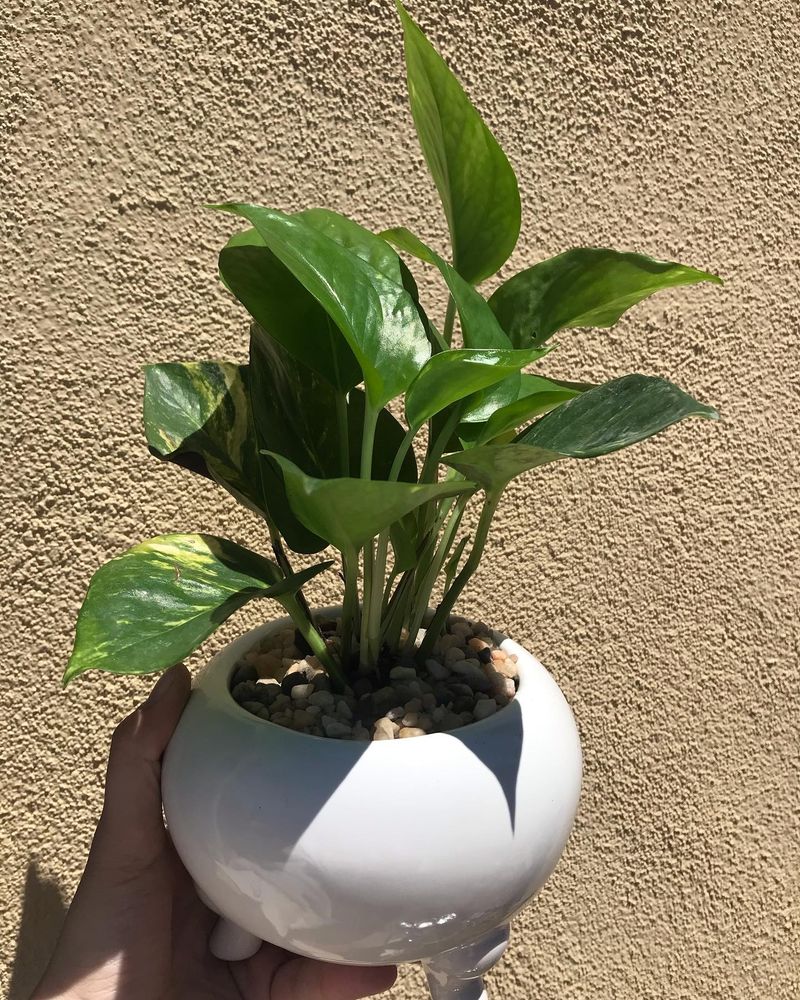KAY’S PLANT LIFE - 14 Photos - Long Beach, California - Floral ...