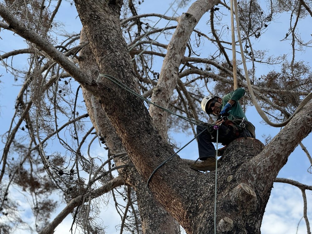 B&C TREE SERVICE - Updated July 2025 - 11 Photos - Gilbert, Arizona - Tree Services - Phone ...