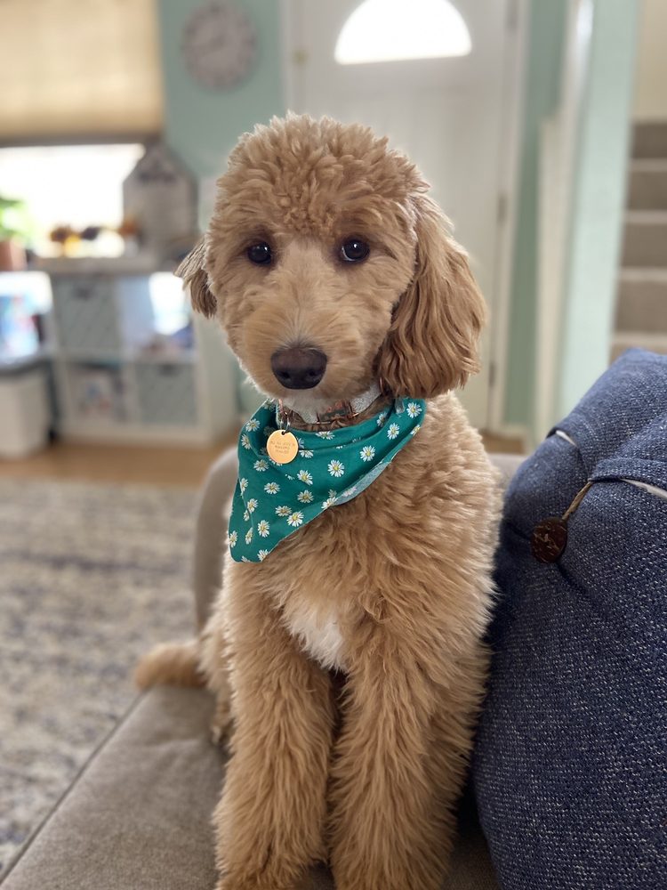 FRIENDLY PAWS GROOMING - Updated May 2026 - 36 Photos & 57 Reviews ...
