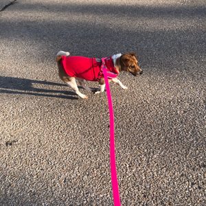 KANSAS HUMANE SOCIETY - Updated August 2025 - 11 Photos & 24 Reviews ...