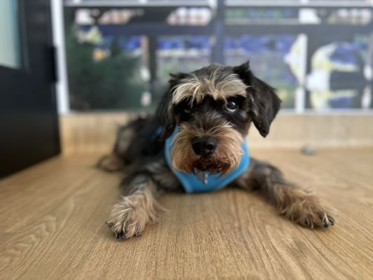 MUTTVILLE SENIOR DOG RESCUE - Updated April 2025 - 321 Photos & 163 ...