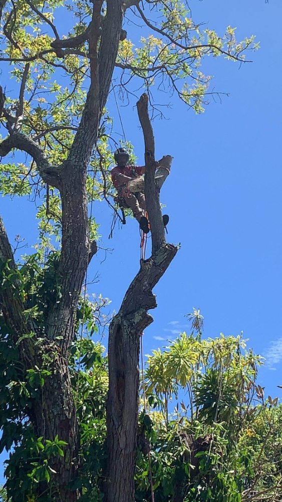 A CUT ABOVE TREE SERVICES - Updated April 2024 - Request a Quote ...