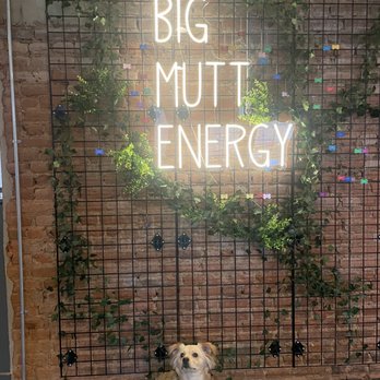 THE BOOZY MUTT - Updated April 2024 - 67 Photos - 2639 Poplar St ...