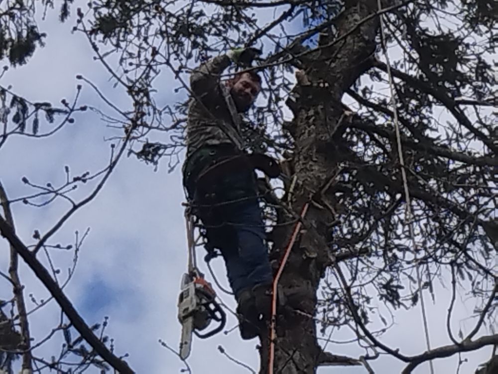 3-DEEZ TREEZ - Request a Quote - 36 Photos - Newark, Ohio - Tree ...