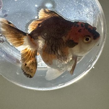 GOLDEN GUPPY AQUARIUM - Updated December 2025 - 174 Photos & 65 Reviews ...