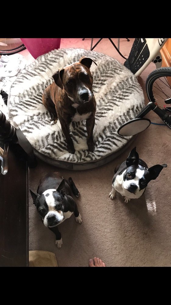 K-9 NUTT DOG TRAINING - Updated July 2025 - 434 Hurst Ave, Ventura ...