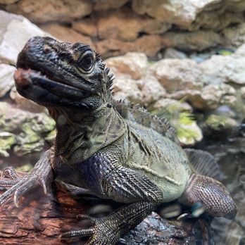 DALLAS ZOO - Updated October 2025 - 1928 Photos & 520 Reviews - 650 S R ...