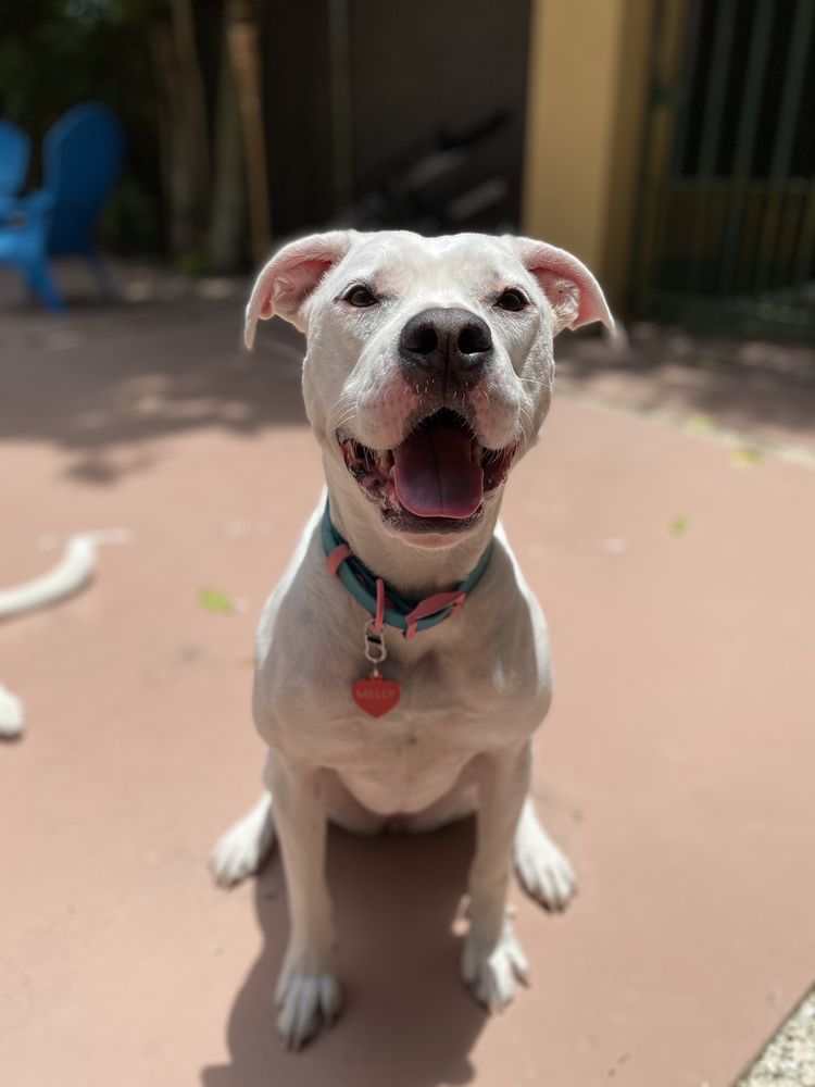 KENDALL ANIMAL MEDICAL CENTER - Updated May 2025 - 30 Photos & 53 ...