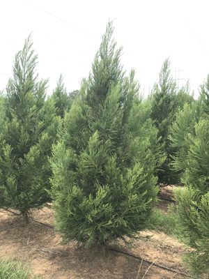 IKTHUS TREE FARMS - Updated March 2025 - 14 Photos - Palmetto, Georgia ...