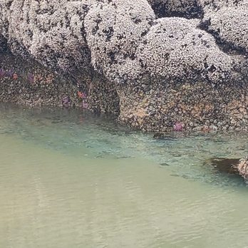 ARCADIA BEACH STATE RECREATION SITE - Updated October 2025 - 93 Photos ...