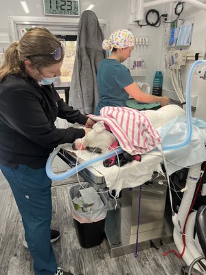 AZ VET DIRECT - 122 Photos - Mesa, Arizona - Veterinarians - Phone ...