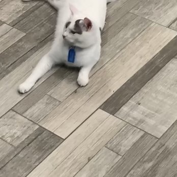 MEOWS CORNER - Updated April 2025 - 42 Photos & 37 Reviews - 21435 ...