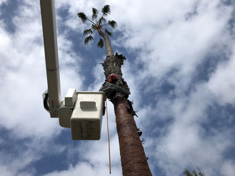 ARBOR SERVICES - Updated November 2025 - 23 Photos - Goleta, California ...