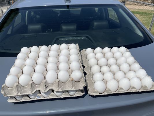 GOLDEN FRESH EGG RANCH - Updated October 2025 - 58 Photos & 81 Reviews ...