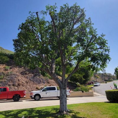 FR TREE SERVICE - Updated July 2025 - 113 Photos & 15 Reviews - 17868 ...