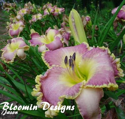 BLOOMIN DESIGNS NURSERY - Updated October 2025 - Auburn, Georgia ...